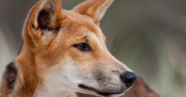 Dingoes cleared of mainland extinctions - Australian Geographic