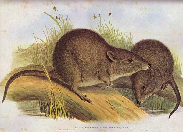 Gallery: Australia's keystone endangered species - Australian Geographic