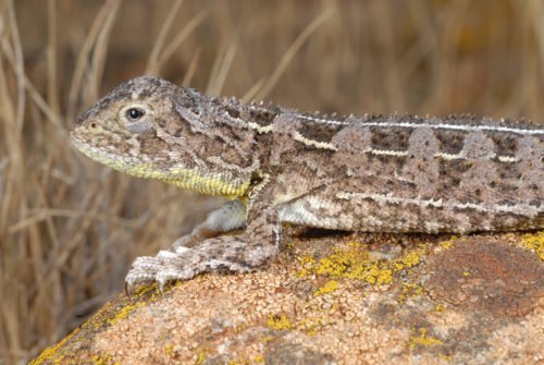 Save the grassland earless dragon in the ACT - Australian Geographic