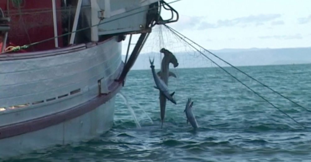 WWF to buy $100k shark fishing licence - Australian Geographic