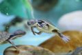 Tiny turtle hatchlings boost conservation effort - Australian Geographic
