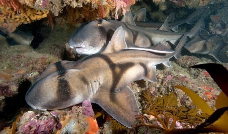 Shark communication: Port Jackson case study - Australian Geographic