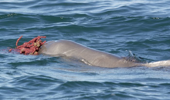 Watch a male dolphin offer a spongey gift to a potential mate