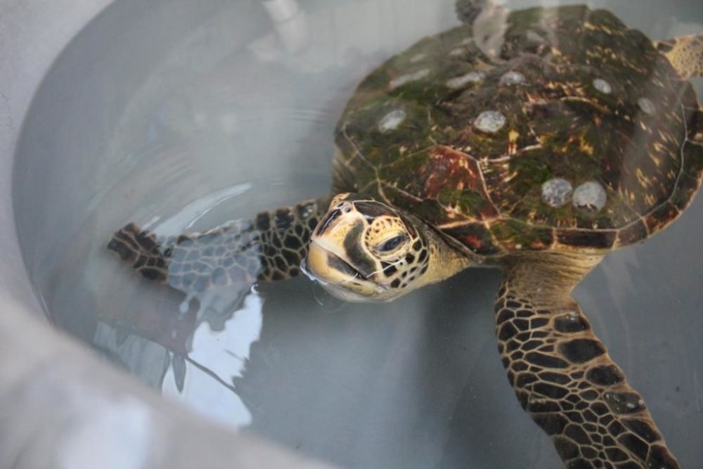 Hybrid turtle possible first in Australia - Australian Geographic