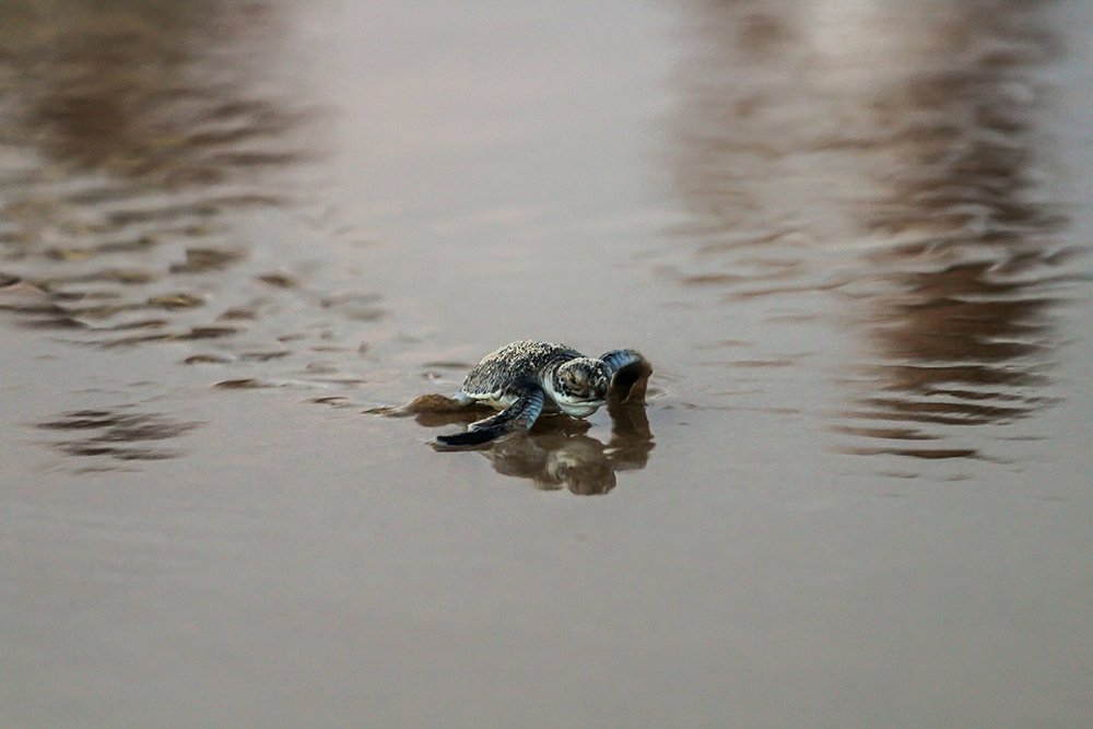 In pictures: green sea turtles make their journey to the sea ...