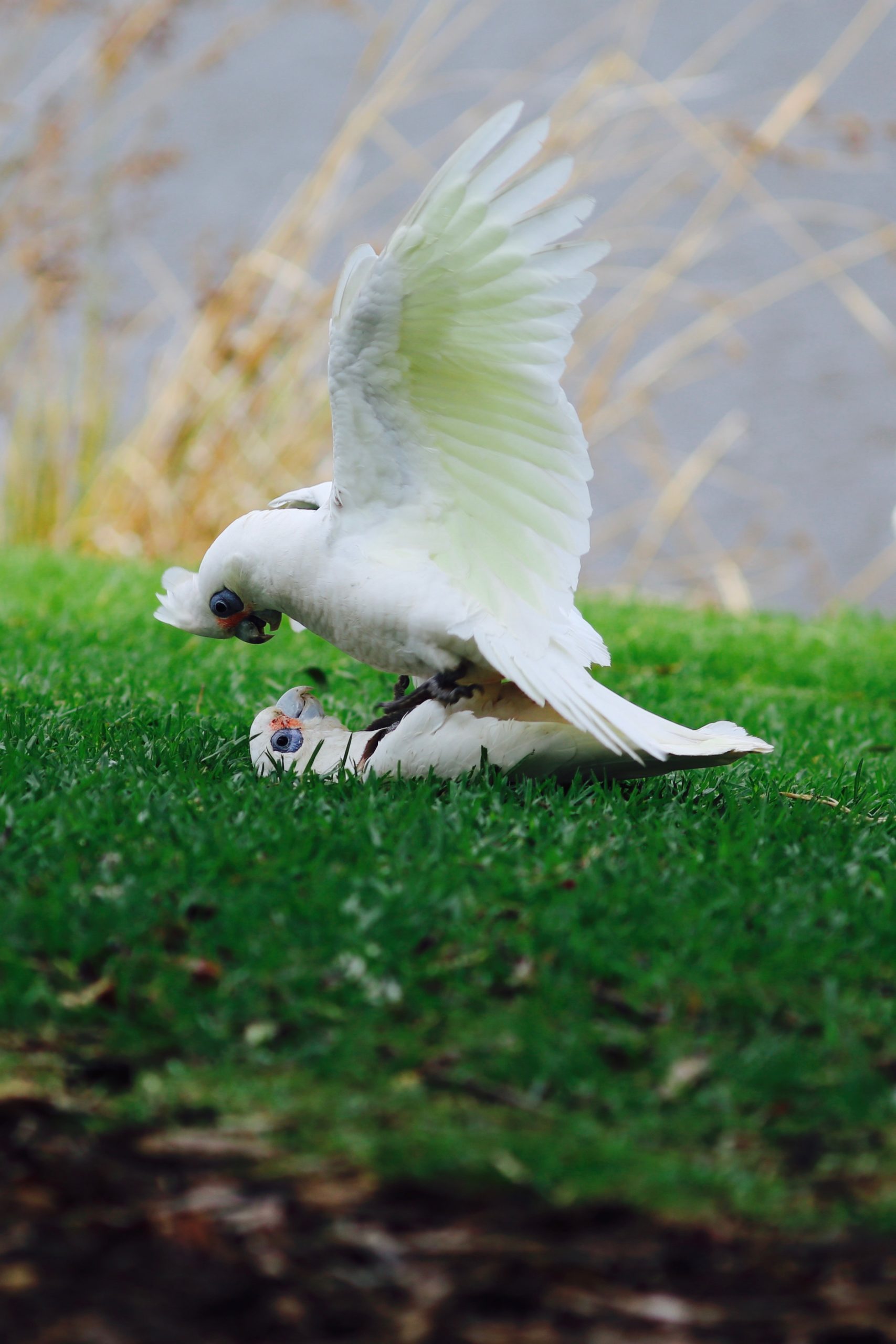 Great Australian cockies - Australian Geographic