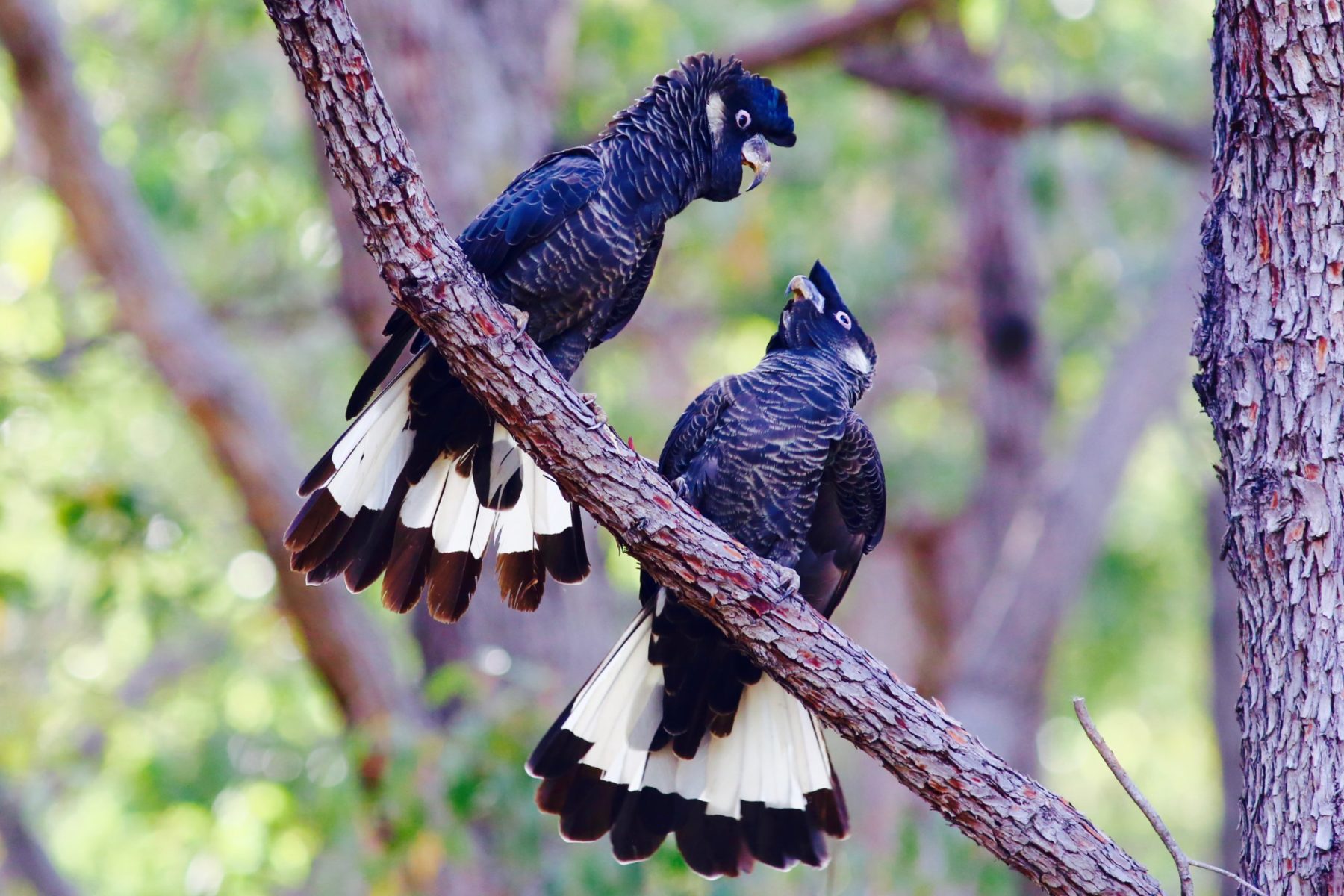 Great Australian cockies - Australian Geographic