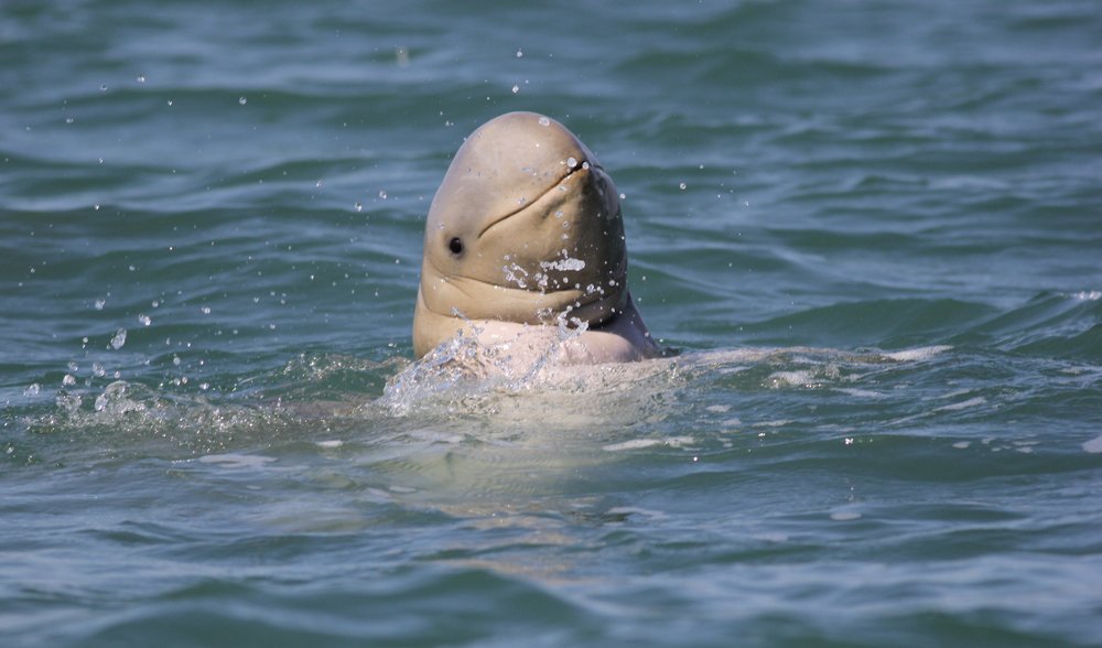 Australia's bizarre creatures - Australian Geographic