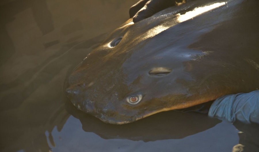 endangered species Archives - Page 4 of 18 - Australian Geographic