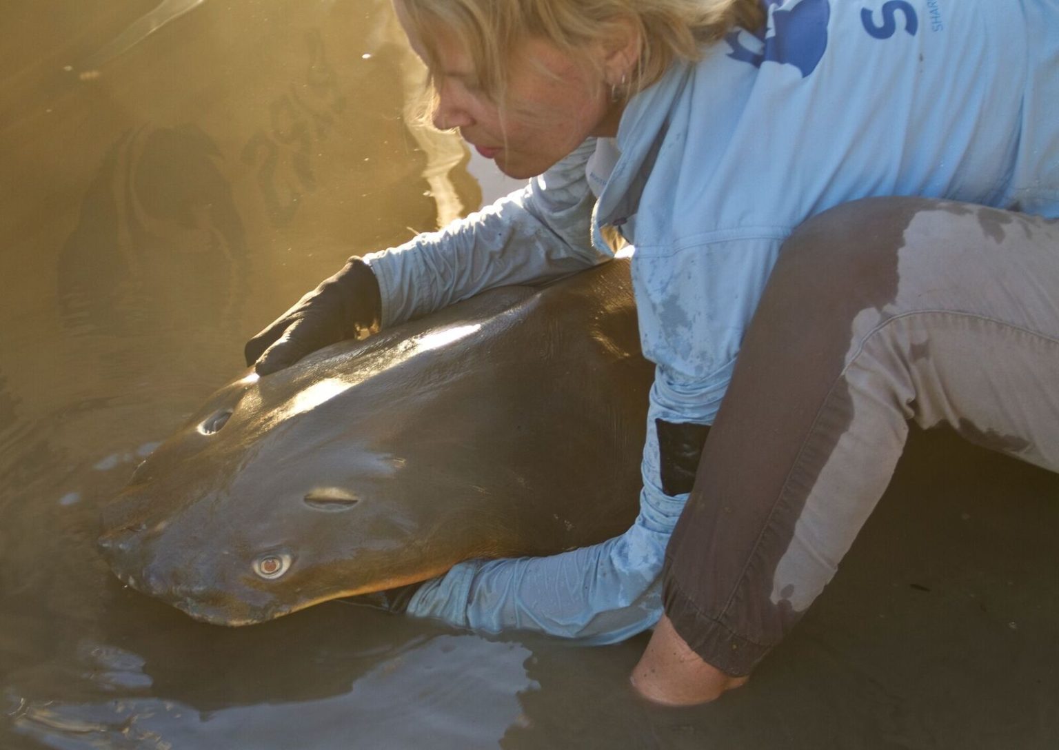 Gallery: The endangered sawfish - Australian Geographic