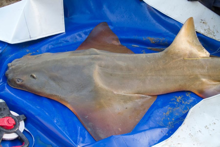 Gallery: The endangered sawfish - Australian Geographic