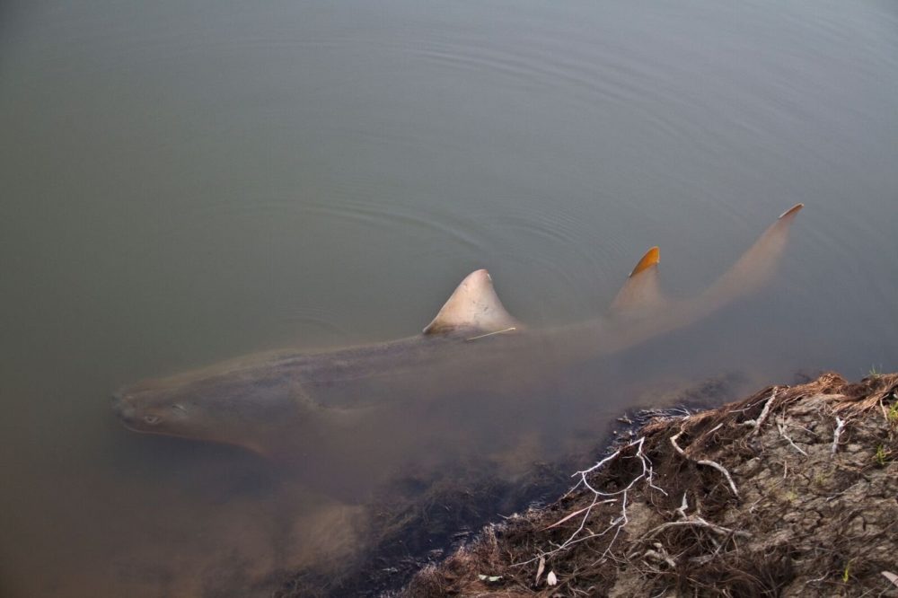 Gallery: The endangered sawfish - Australian Geographic