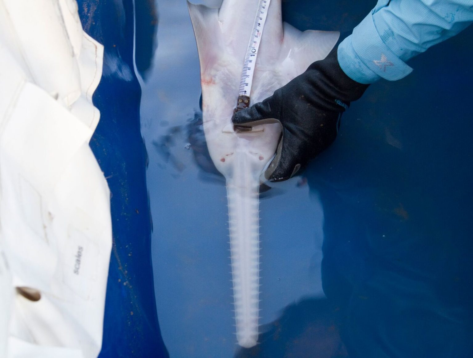 Gallery: The endangered sawfish - Australian Geographic