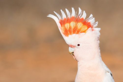 AG Reader Photo of the Week: Major Mitchell - Australian Geographic