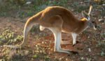 Why roos attack and what you should do to avoid it - Australian Geographic