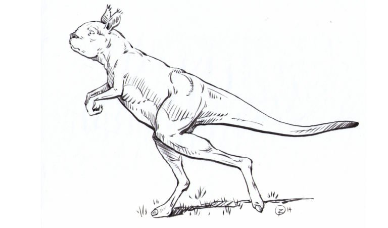 Giant prehistoric kangaroos walked, not hopped - Australian Geographic