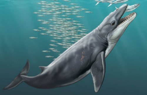 Ancient whale sucked up prey vacuum cleaner-style - Australian Geographic