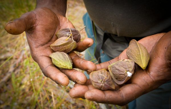 Behind the image: bush tucker out-takes - Australian Geographic