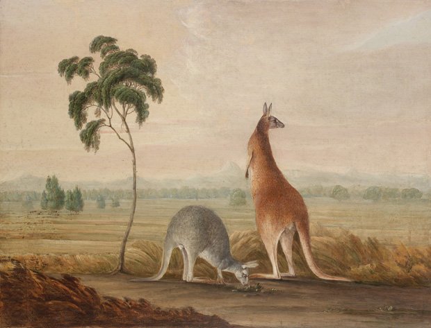 Gallery: Australian's first nature artist John Lewin - Australian ...