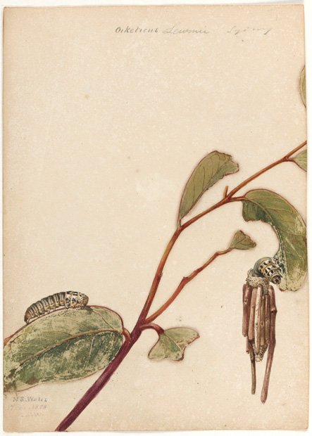 Gallery: Australian's first nature artist John Lewin - Australian ...