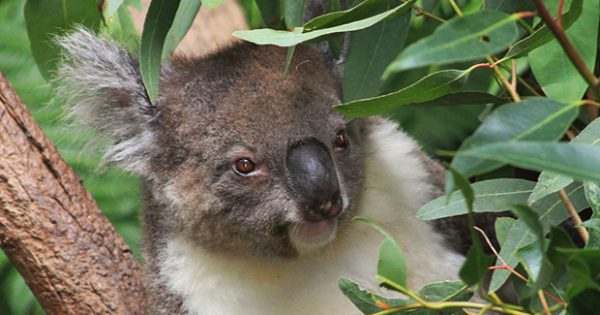 Koala’s DNA blueprint sequenced - Australian Geographic