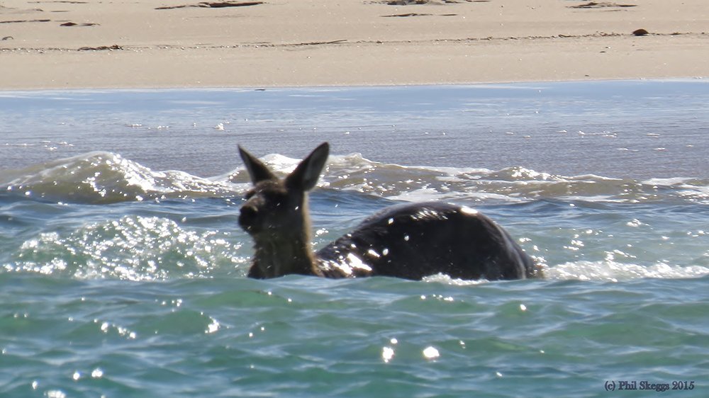 Kangaroo takes a swim past paddlers - Australian Geographic