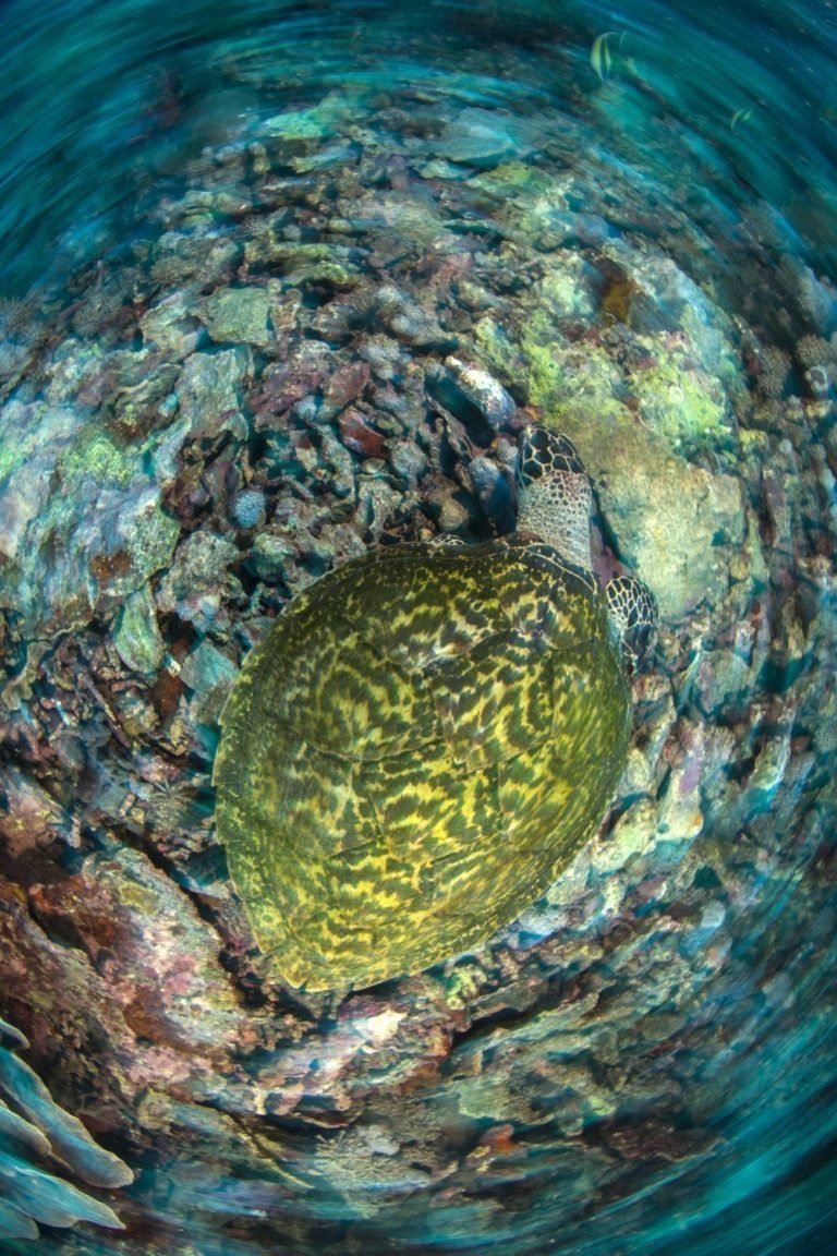 GALLERY: Kimbe Bay, Papua New Guinea - Australian Geographic