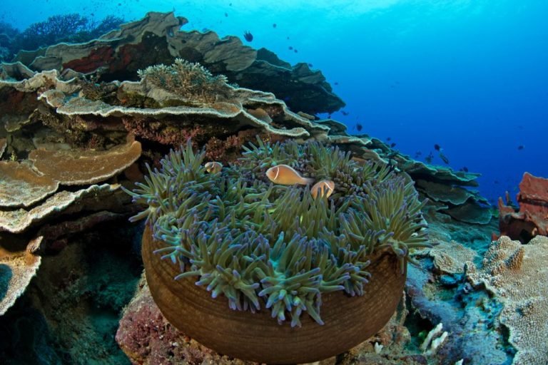 GALLERY: Kimbe Bay, Papua New Guinea - Australian Geographic