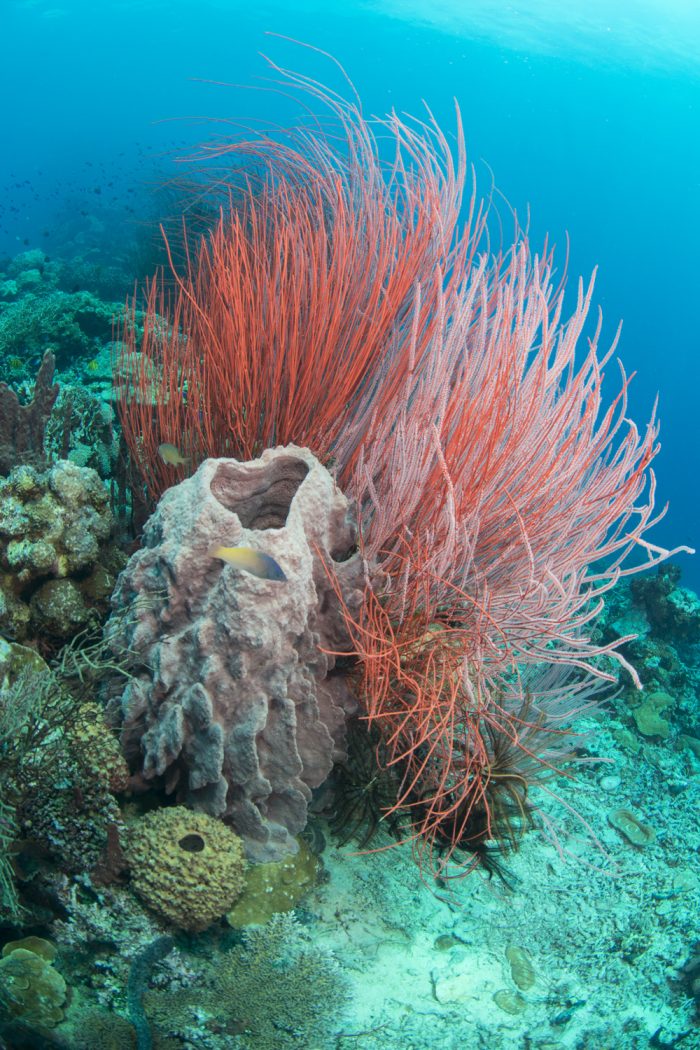 GALLERY: Kimbe Bay, Papua New Guinea - Australian Geographic