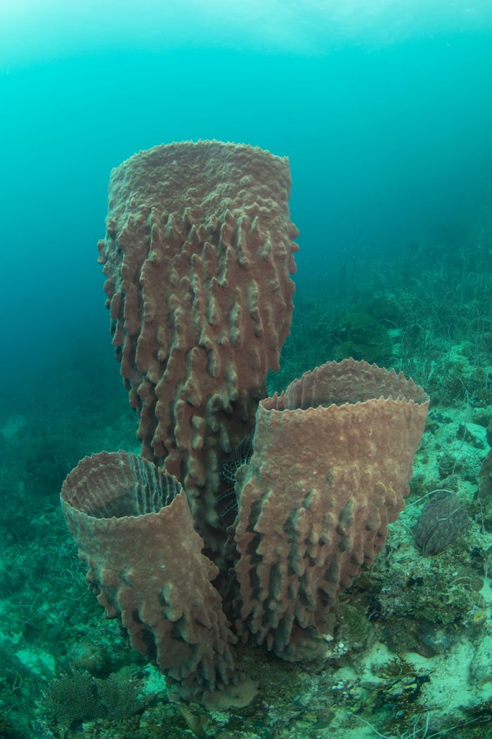GALLERY: Kimbe Bay, Papua New Guinea - Australian Geographic
