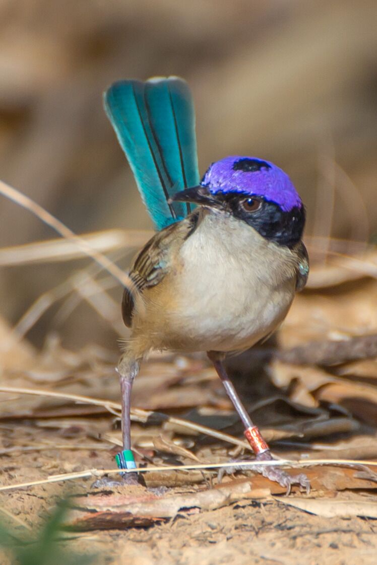 GALLERY: the purple-crowned fairy-wren - Australian Geographic