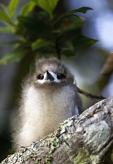 Gallery: Birds of Lord Howe Island - Australian Geographic