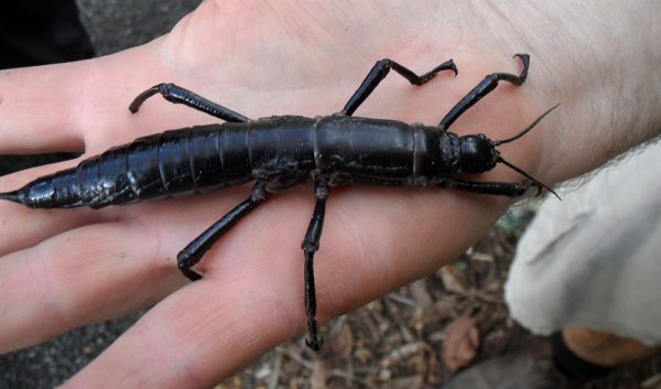 Lord Howe Island stick insect - Australian Geographic