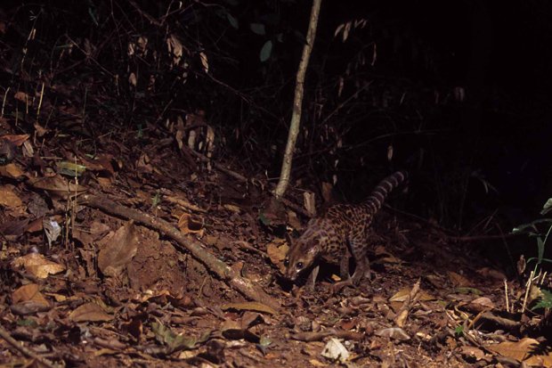 Camera traps reveal animal self portraits - Australian Geographic