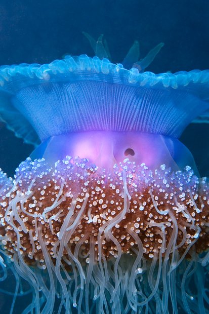 Gallery: Beauty of the Coral Sea - Australian Geographic