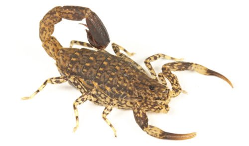 A guide to the scorpions of Australia - Australian Geographic