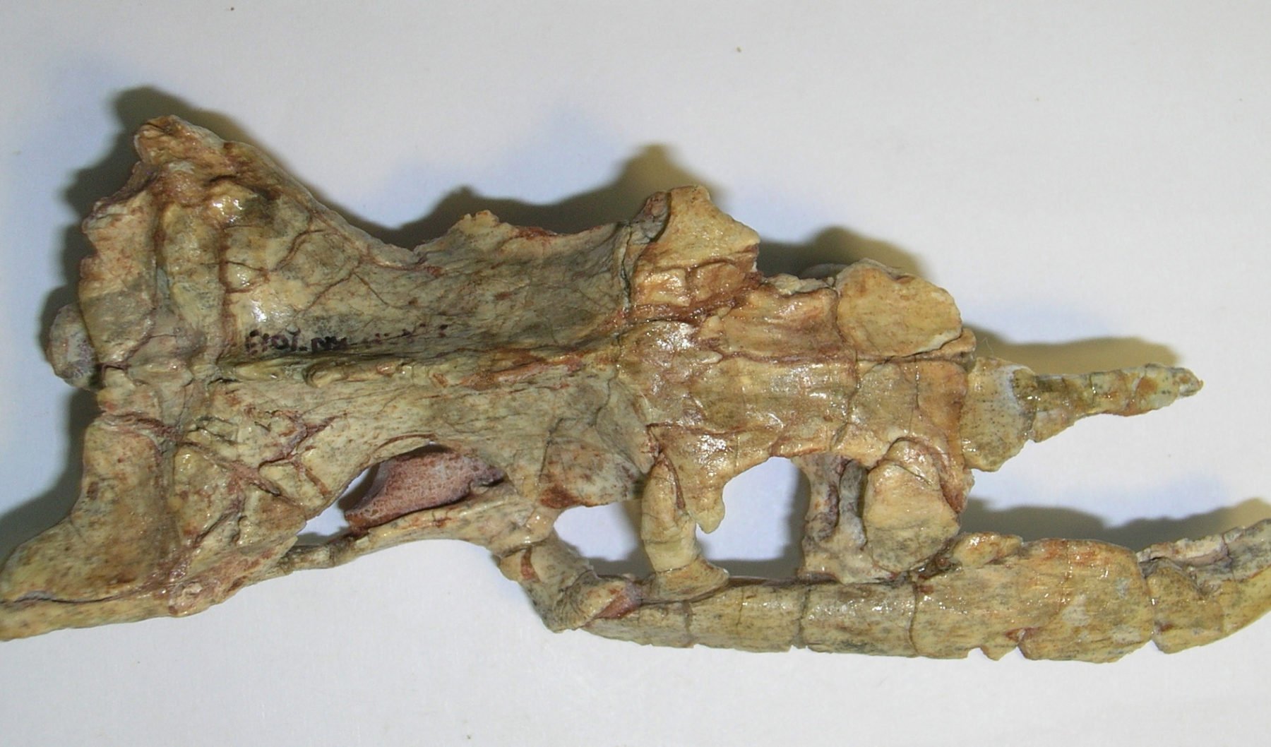 The twists and turns in snake evolution - Australian Geographic