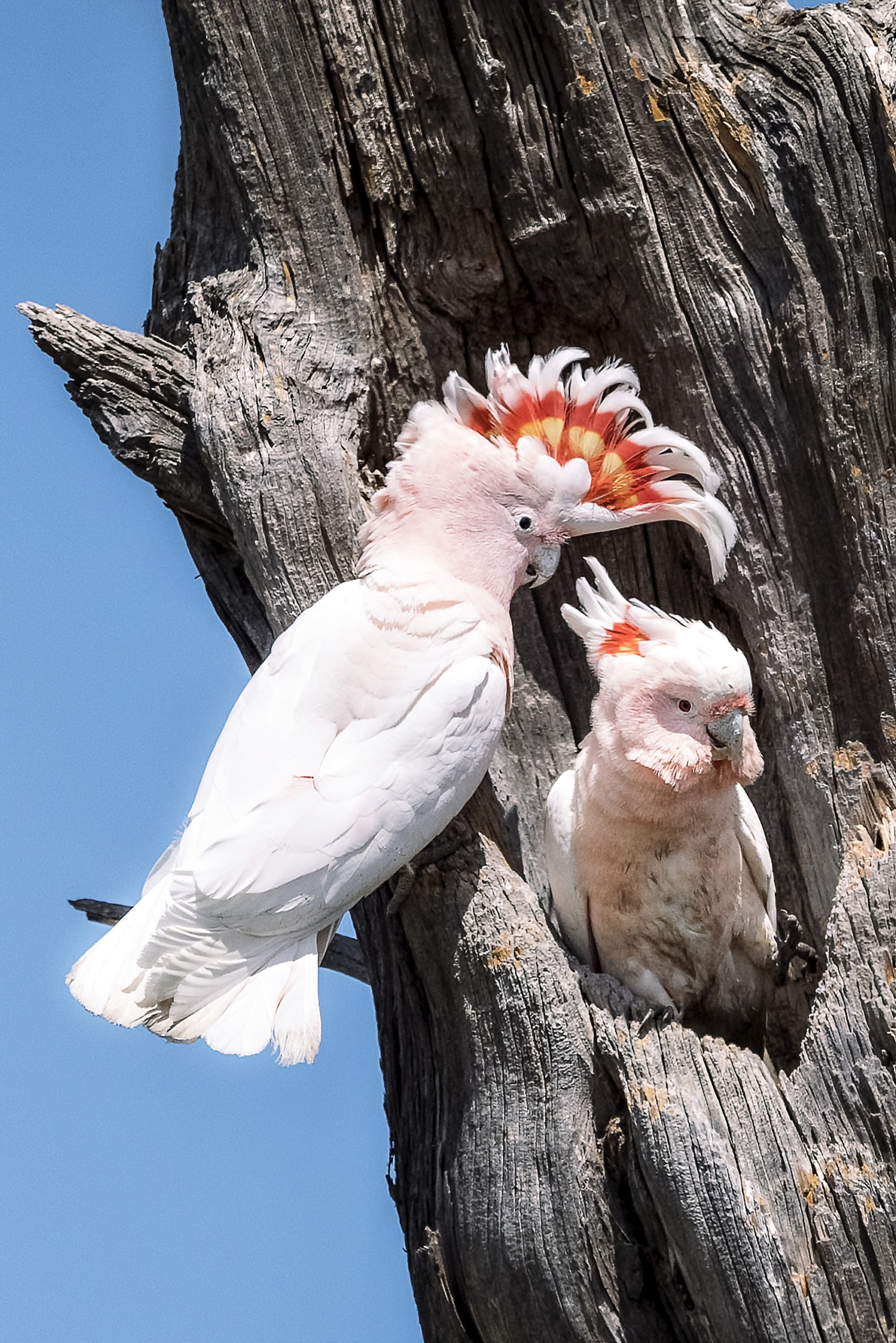 Help save Major Mitchell’s cockatoos in Victoria - Australian Geographic