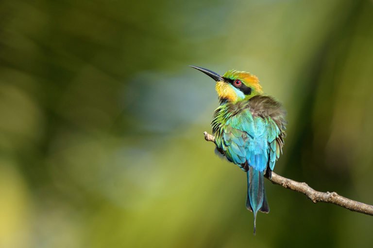 All the colours of the rainbow! - Australian Geographic