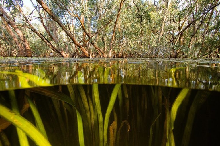 macquarie marshes Archives - Australian Geographic