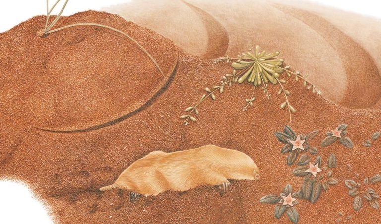 Unlocked: the genome of the mysterious marsupial mole- Australian ...