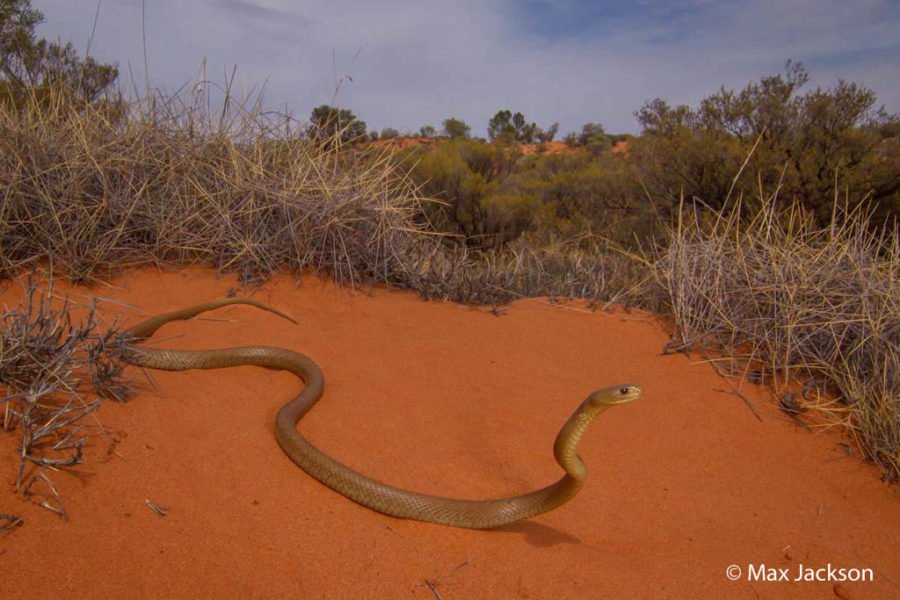 AG Nature Photographer of the Year 2016: Animal habitat shortlist ...