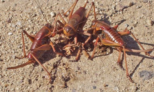 Male crickets strengthen the potency of their sperm if they can hear ...