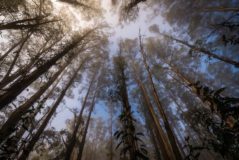 mountain ash Archives - Australian Geographic