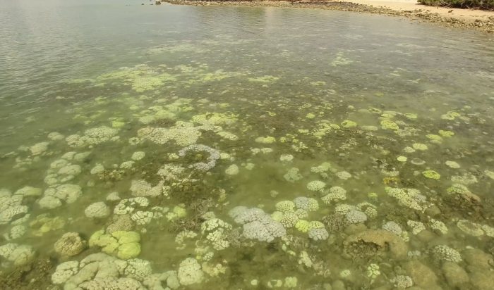 Coral bleaching in NT waters prompts grave concerns - Australian Geographic