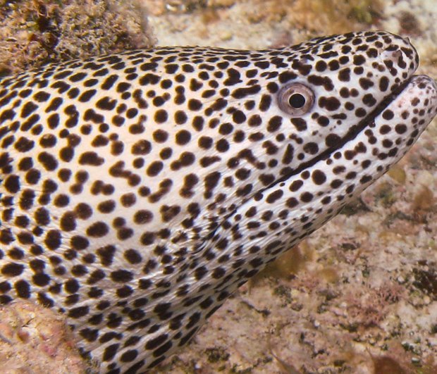 Gallery: Beauty of the Coral Sea - Australian Geographic
