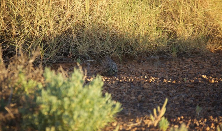First night parrot fledgling in 100 years spotted in western Queensland ...