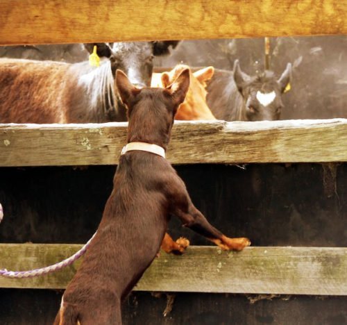 Gallery: Outback Ringers of the Top End - Australian Geographic