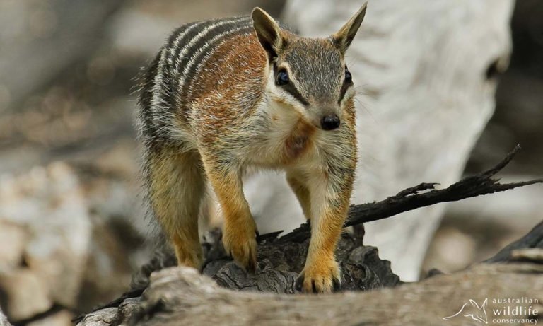Numbats thrive in feral-free reserves - Australian Geographic