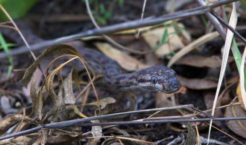 Saving the Oenpelli python - Australian Geographic